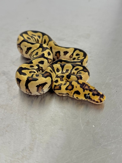 Fire, Spotnose, Clown Ball Python by Ball-O-Rama