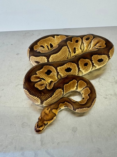 1.0 Clown (RTB) Ball Python by Ball-O-Rama