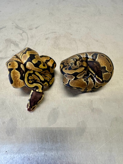 1.1 Pair Het Tri-Stripe, Het Axanthic (VPI) Ball Python by Ball-O-Rama