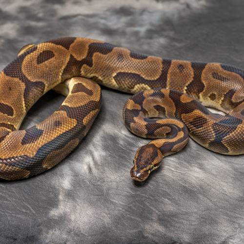 Ball Python Projects - MorphMarket