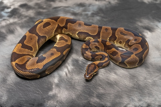 Enchi Leopard Het. Desert Ghost Ball Python by Ball Python Projects