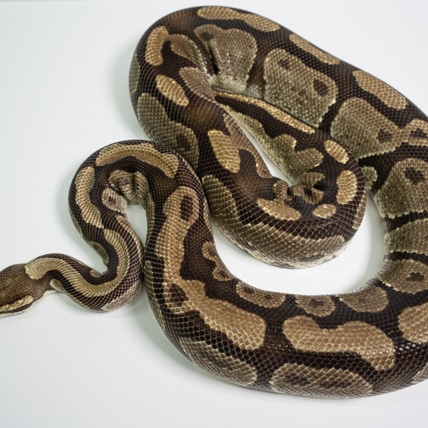 Ball Python Projects - MorphMarket