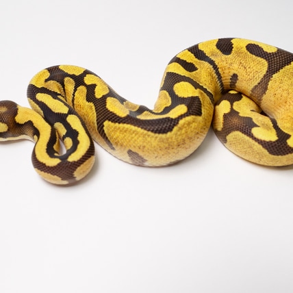 Ball Python Projects - MorphMarket