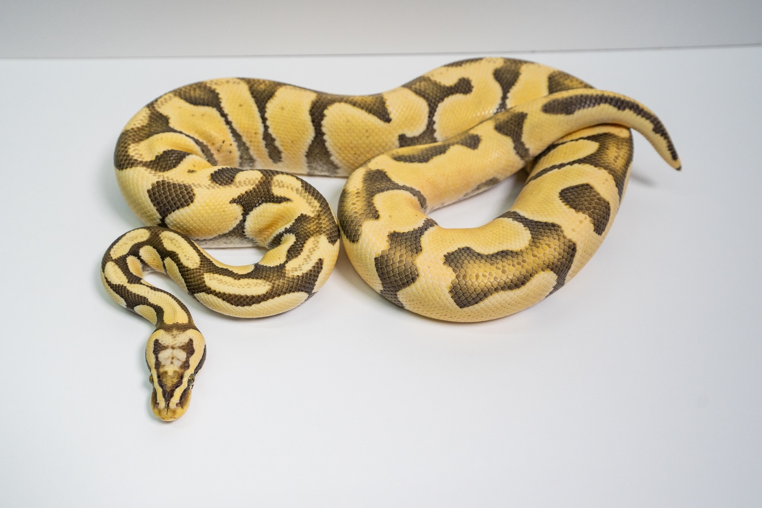 Enchi Pastel Desert Ghost Ball Python by Ball Python Projects - MorphMarket