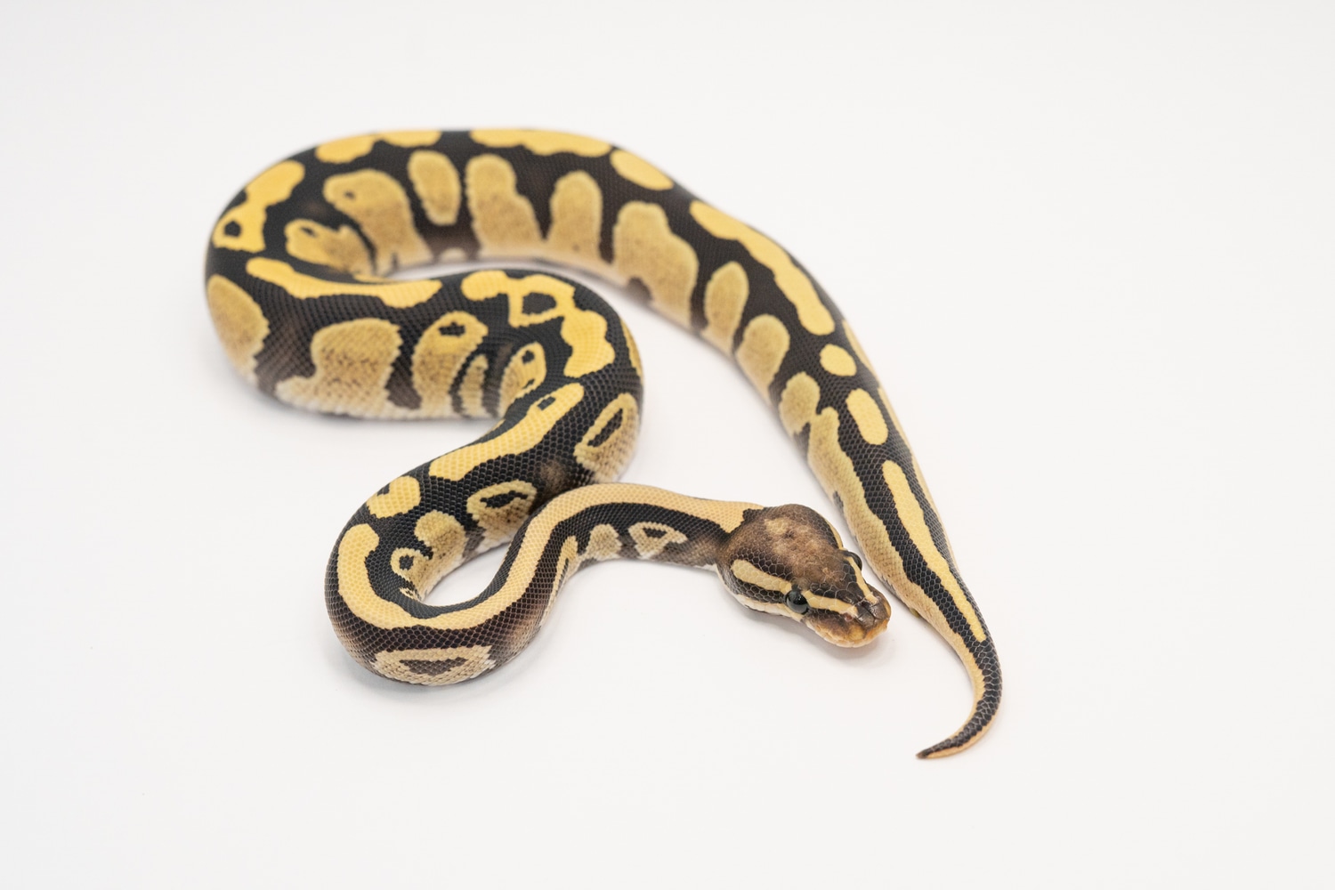 Fire Desert Ghost Het. Piebald Ball Python by Ball Python Projects ...