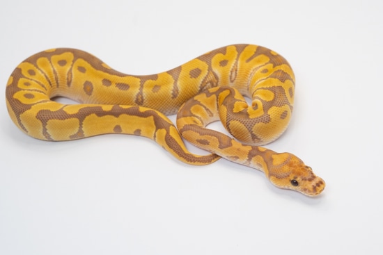 Ultramel Clown Ball Python by Ball Python Projects
