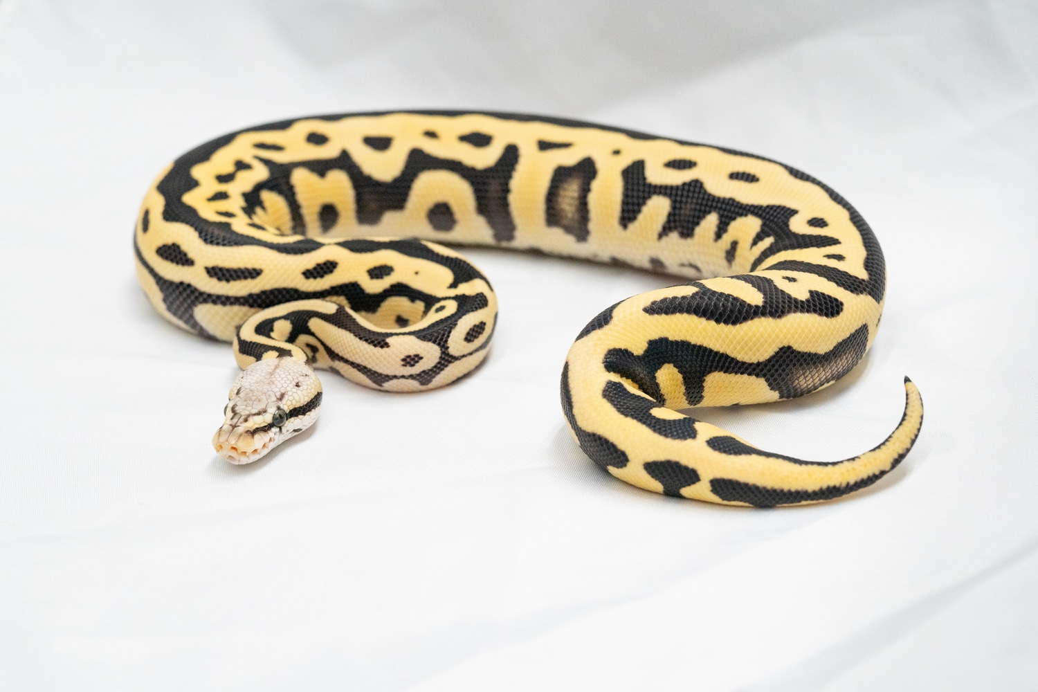 Ball Python Projects's Collection - MorphMarket