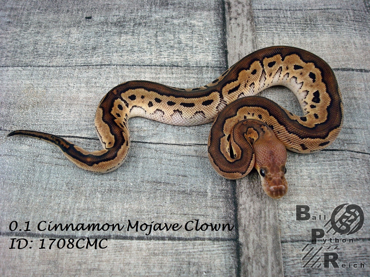 Cinnamon Mojave Clown Ball Python by Ball-python-reich.de - MorphMarket