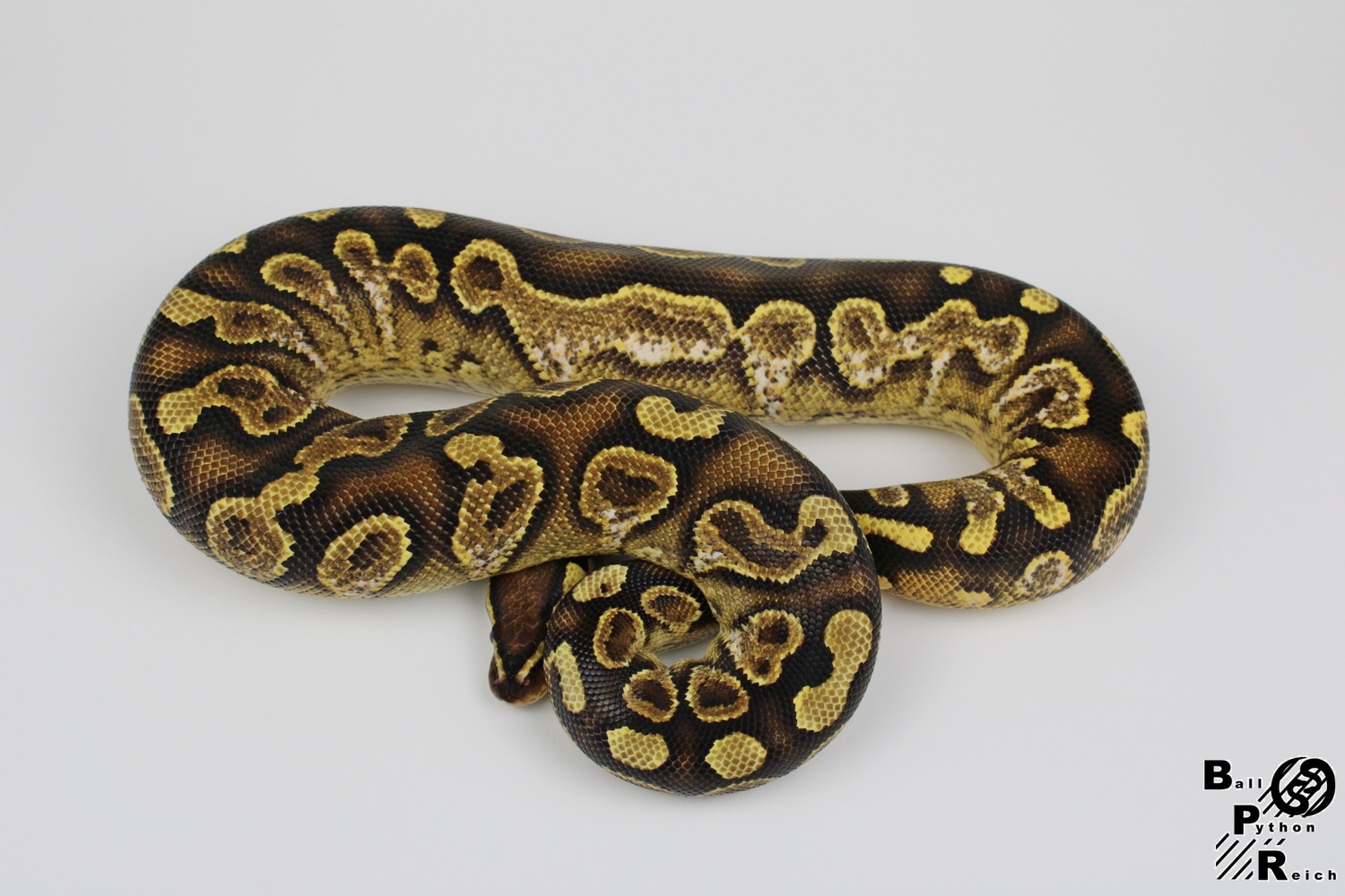 Calico Trick Yellow Belly 100% Het Clown Ball Python by Ball-python ...