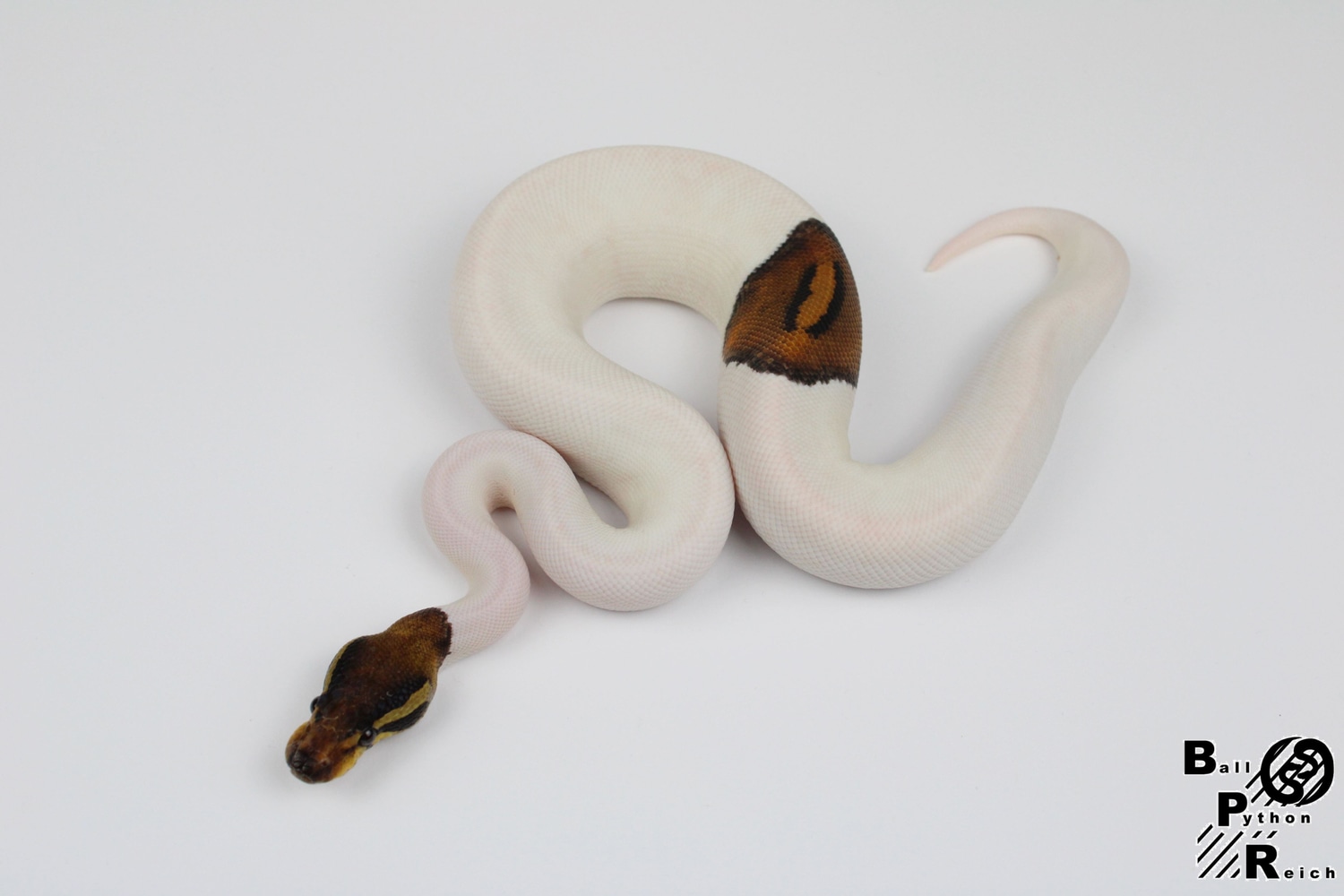 Black Pastel Piebald Ball Python by Ball-python-reich.de - MorphMarket