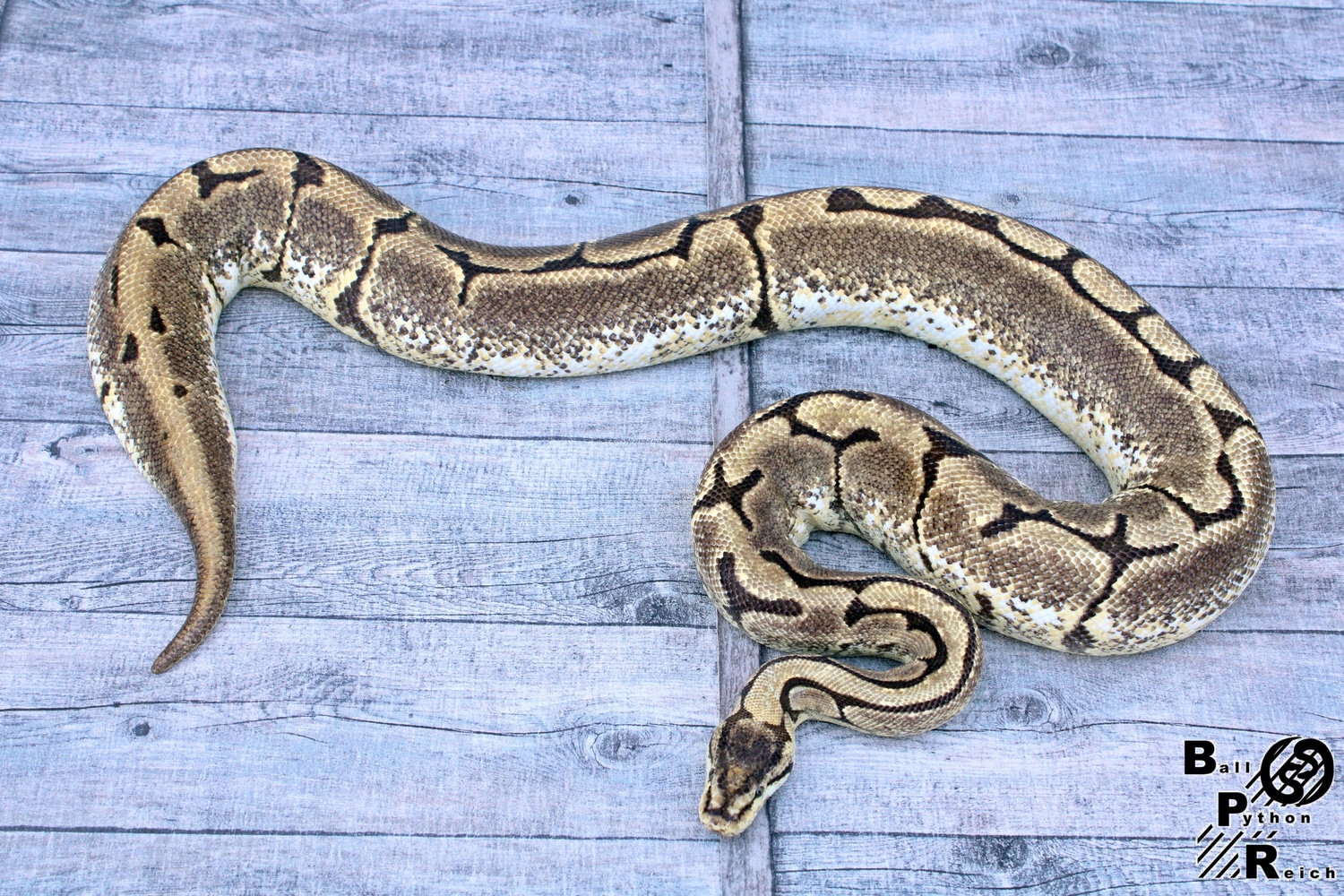 Spider 100% Het Piebald Ball Python by Ball-python-reich.de - MorphMarket