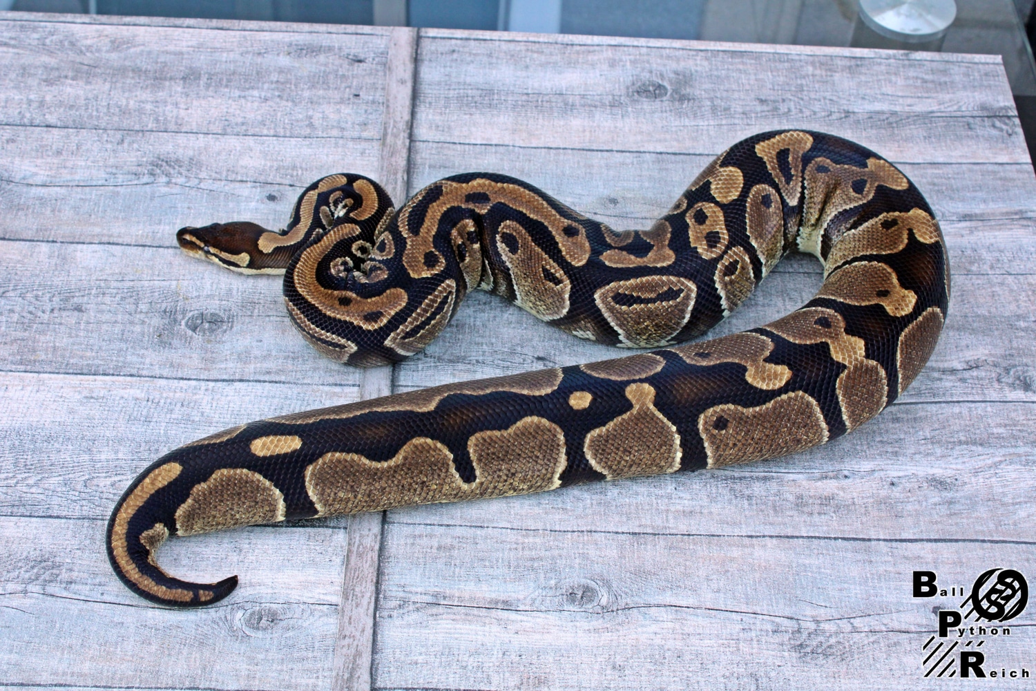 100% Het Piebald Ball Python by Ball-python-reich.de - MorphMarket