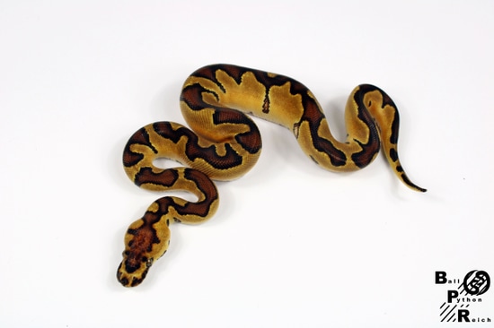 Enchi Clown Ball Python by Ball-python-reich.de - MorphMarket