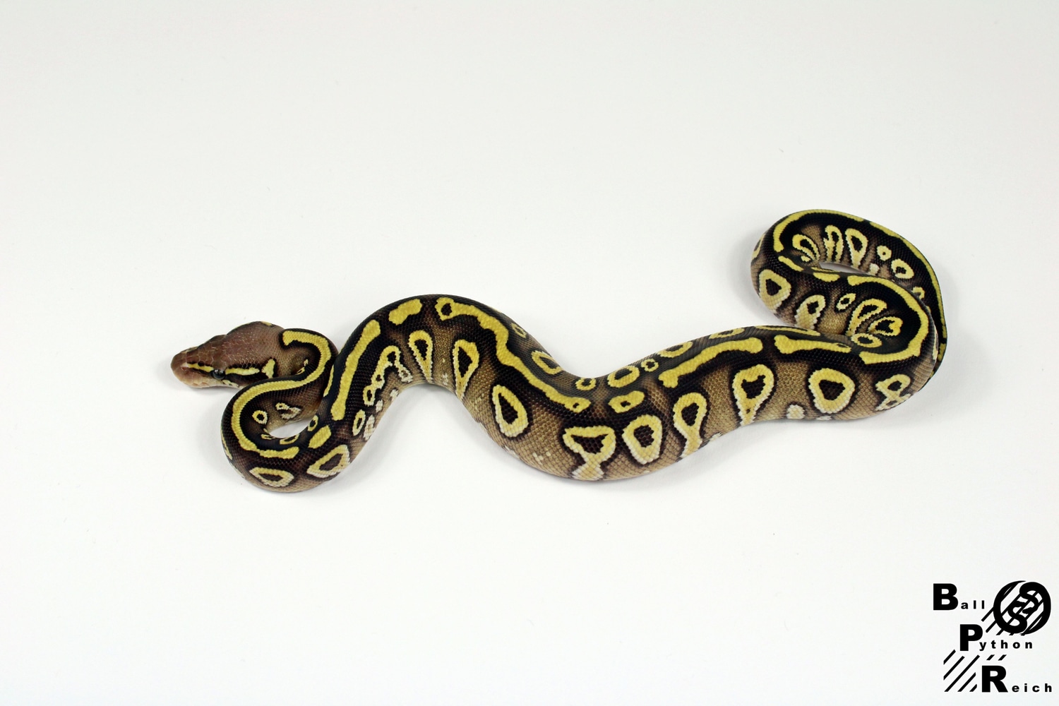 Mojave Yellow Belly 100% Het Clown Ball Python by Ball-python-reich.de ...