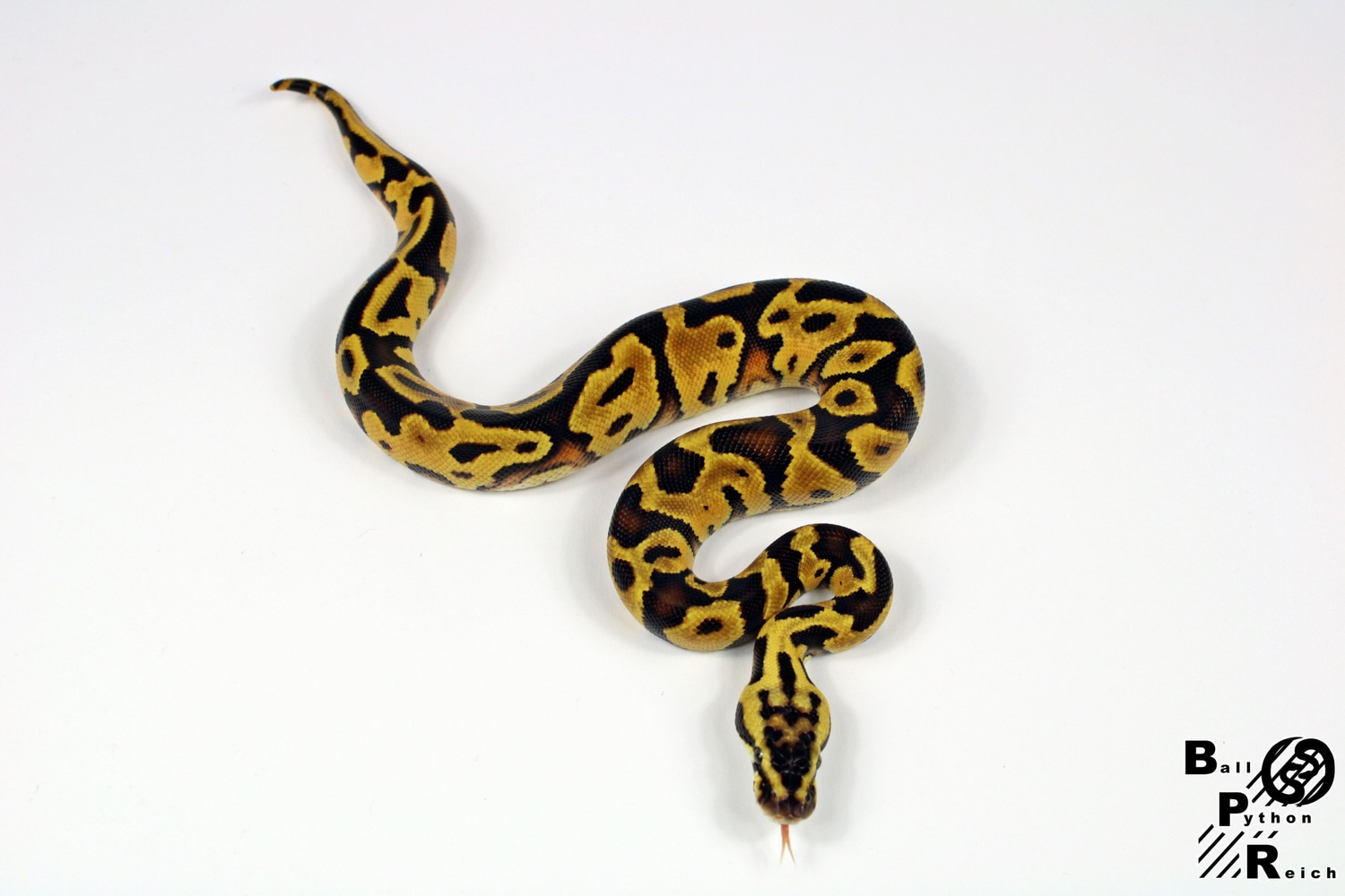 Enchi Leopard Yellow Belly 100% Het Clown Ball Python by Ball-python ...