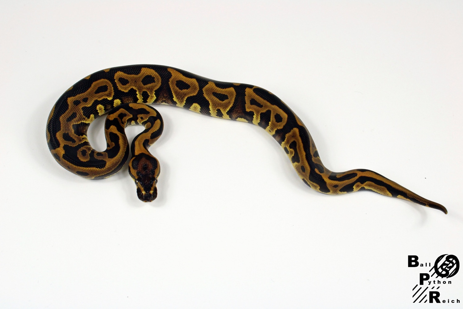 Leopard Pos Yellow Belly 100% Het Clown 100% Het Piebald Ball Python by ...