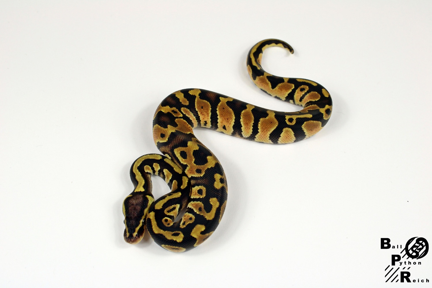 Pastel 100% Het Clown 100% Het Piebald Ball Python by Ball-python-reich ...