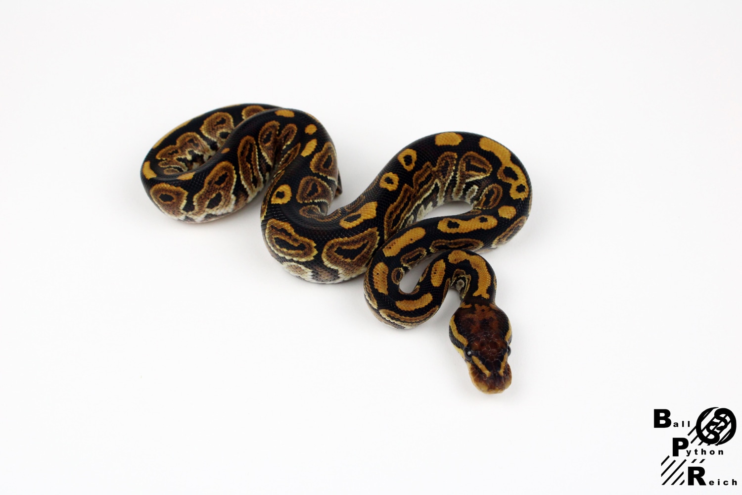 Special Het Piebald Ball Python by Ball-python-reich.de - MorphMarket
