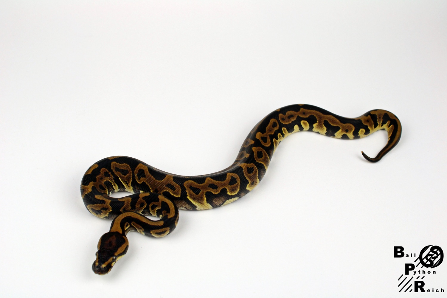 Leopard Pos Yellow Belly 100% Het Clown 100% Het Piebald Ball Python by ...