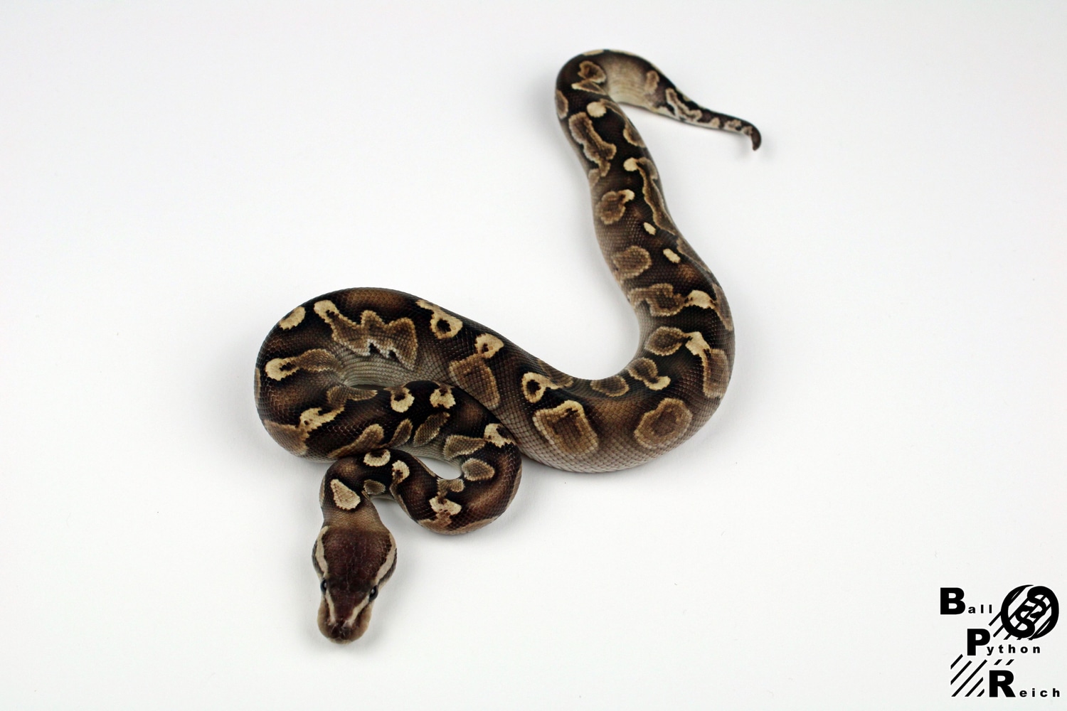 Cinnamon Ghi Het Clown Ball Python by Ball-python-reich.de - MorphMarket
