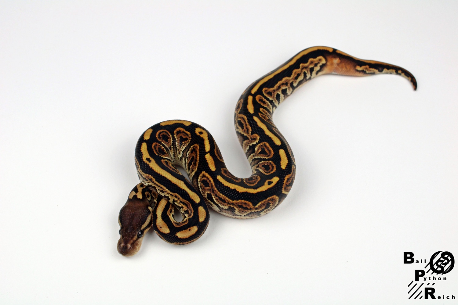 Black Pastel Special Het Piebald Ball Python by Ball-python-reich.de ...