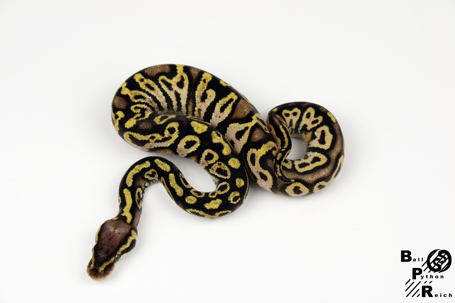 Calico Pastel Trick Yellow Belly Het Clown Ball Python by Ball-python ...