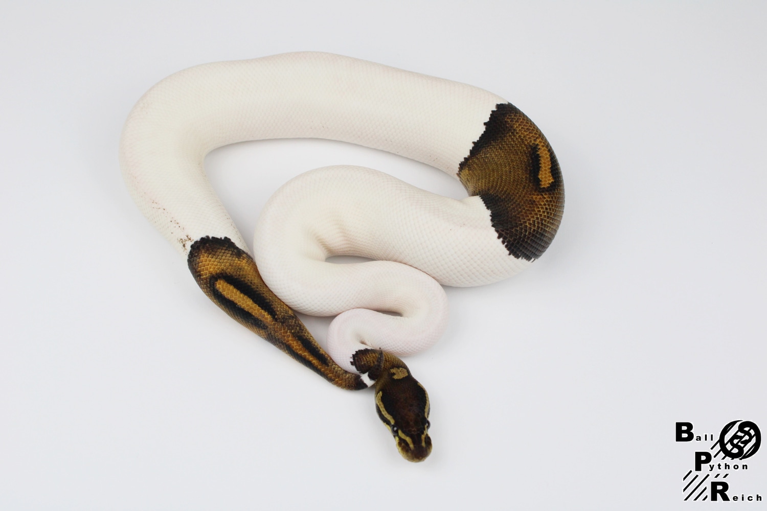 Black Pastel Piebald Ball Python by Ball-python-reich.de - MorphMarket