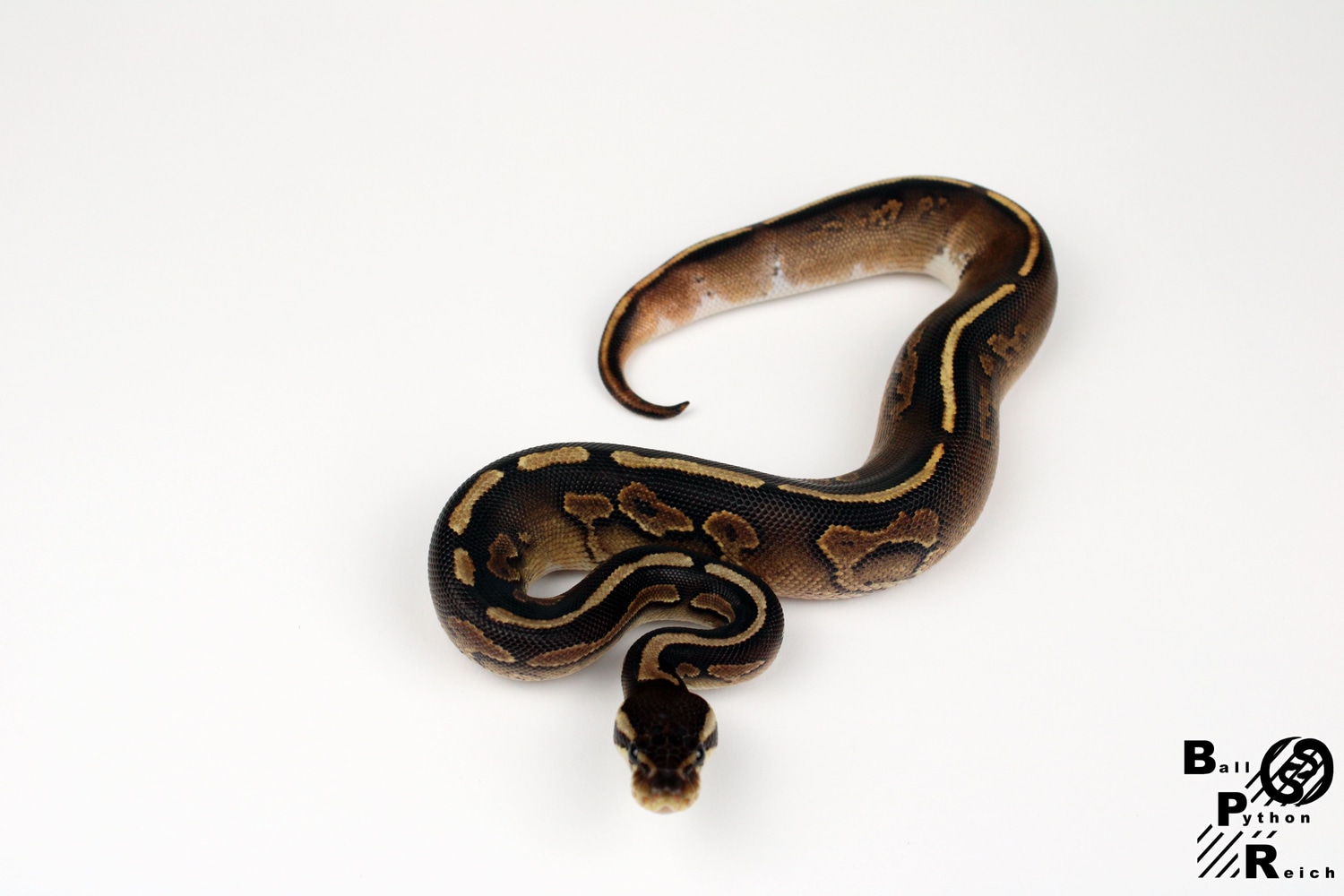 Cinnamon Yellow Belly 100% Het Piebald Ball Python by Ball-python-reich ...