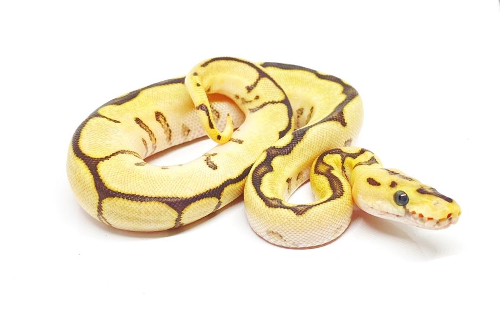 Fire Spider Clown Ball Python by Ball Pythons Inc - MorphMarket