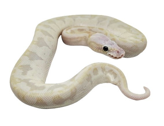 Bamboo Mojave Enchi Female Ball Python by Ball Pythons Inc - MorphMarket