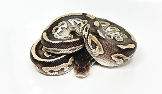 Savannah Female Ball Python by Ball Pythons Inc