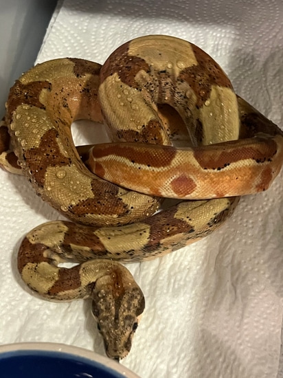 Lipstick Line Orangasm Hypo Poss Jungle Boa Constrictor by Boston Boas2