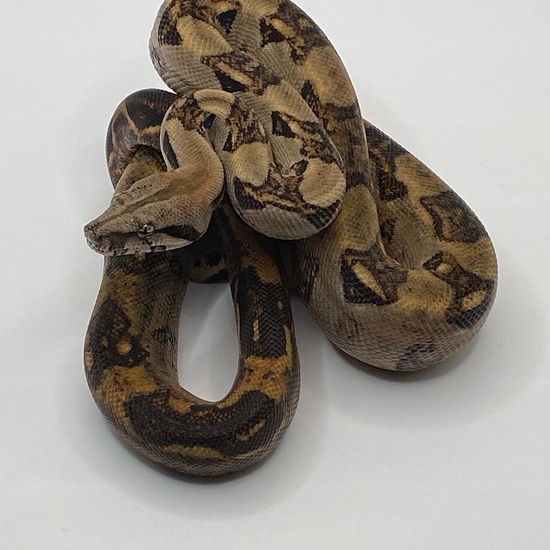 Costa Rican Boa Constrictor by Boston Boas2