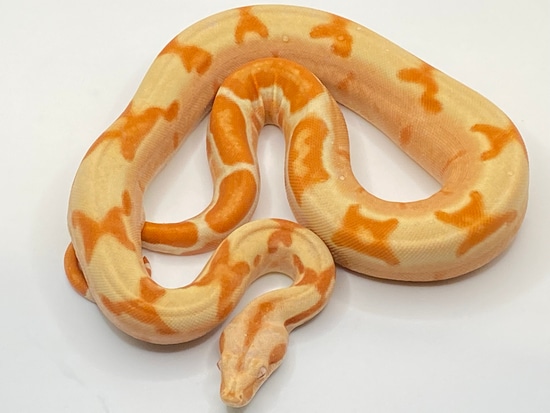 Super Lipstick Line Orangasm Junglow(Kahl) Boa Constrictor by Boston Boas2