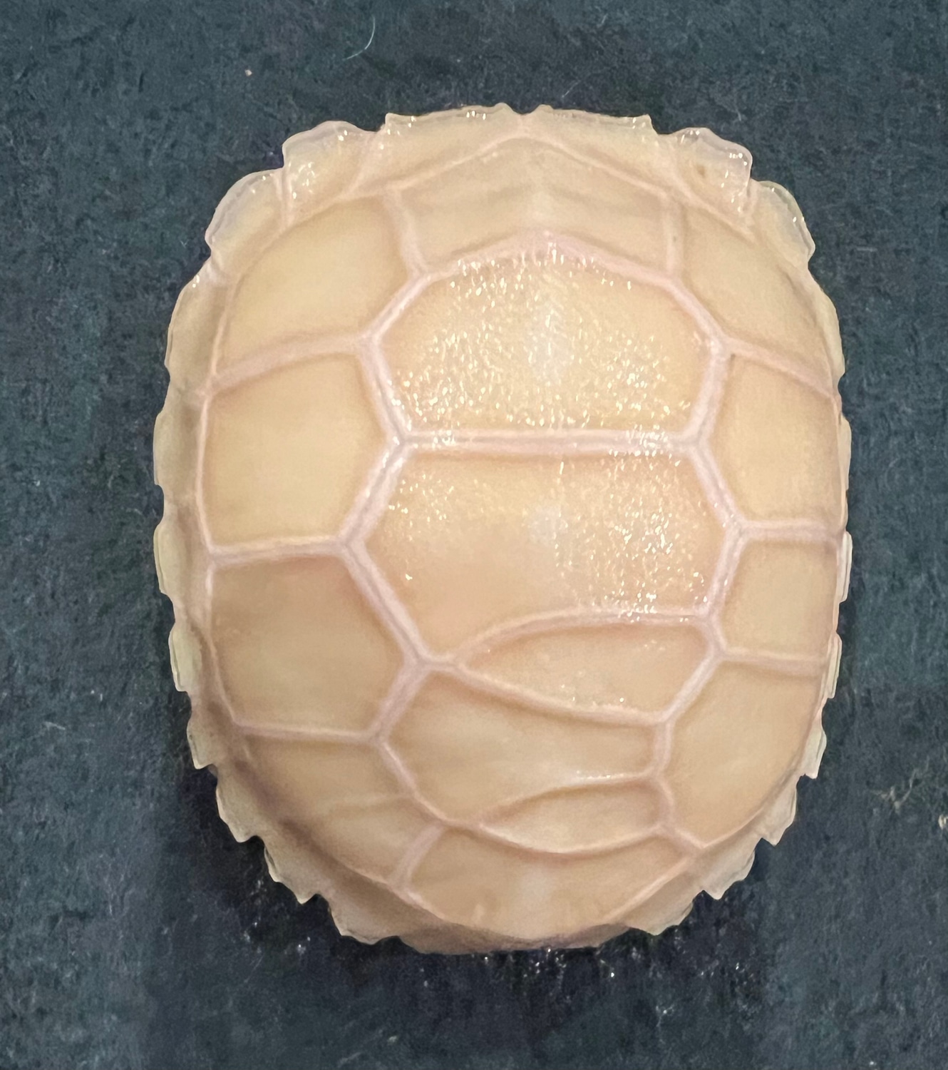 1023 Ivory Sulcata-Split Scute Sulcata Tortoise by Balland’s Tortoise ...