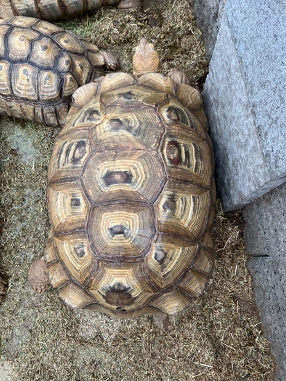 Adult Male Sulcata Sulcata Tortoise by Balland’s Tortoise Ranch