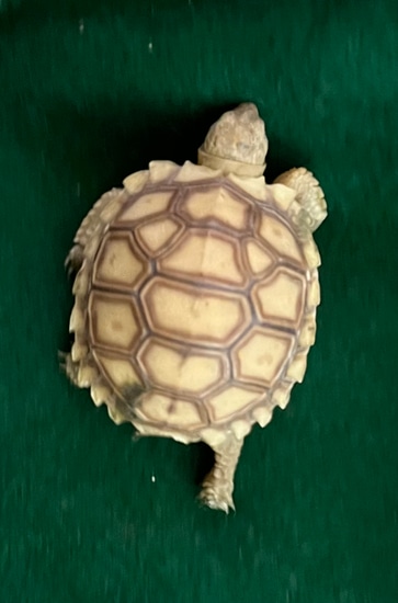 Very Cool Split Scute Sulcata Sulcata Tortoise by Balland’s Tortoise Ranch