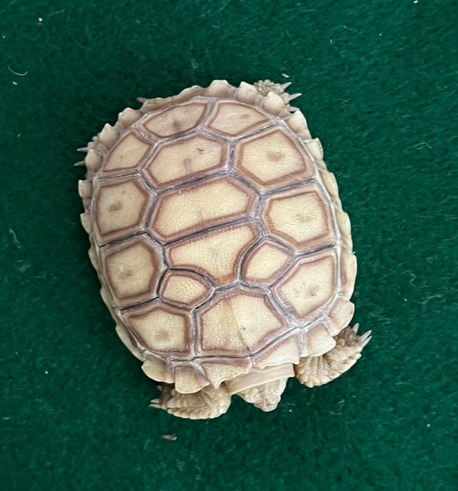 Cool Split Scute Sulcata Sulcata Tortoise by Balland’s Tortoise Ranch