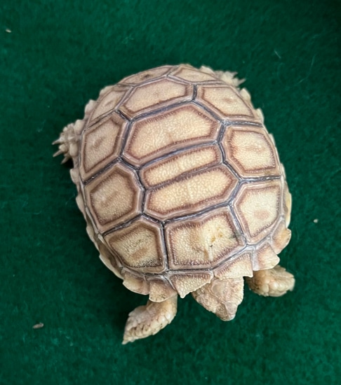 Nice Split Scute Sulcata Sulcata Tortoise by Balland’s Tortoise Ranch