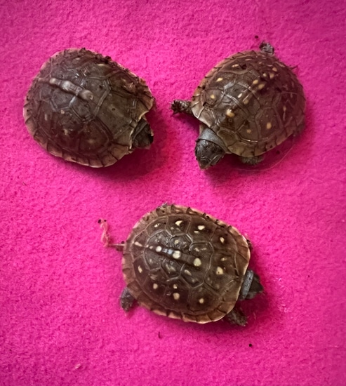 Three Toed Box Turtle Hatchlings by Balland’s Tortoise Ranch