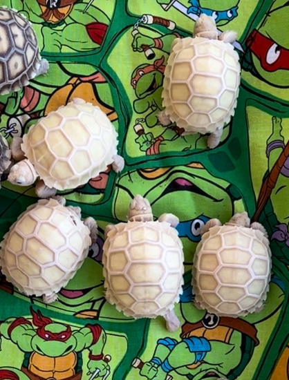 Ivory Sulcata Sulcata Tortoise by Balland’s Tortoise Ranch