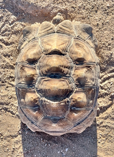 Sulcata Tortoise-Adult Female by Balland’s Tortoise Ranch