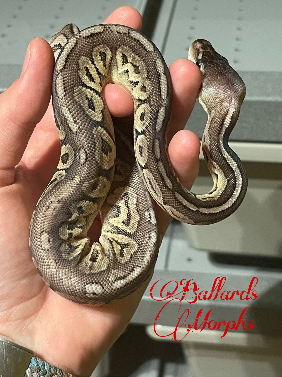 Pewter Ball Python by Ballardsmorphs - MorphMarket