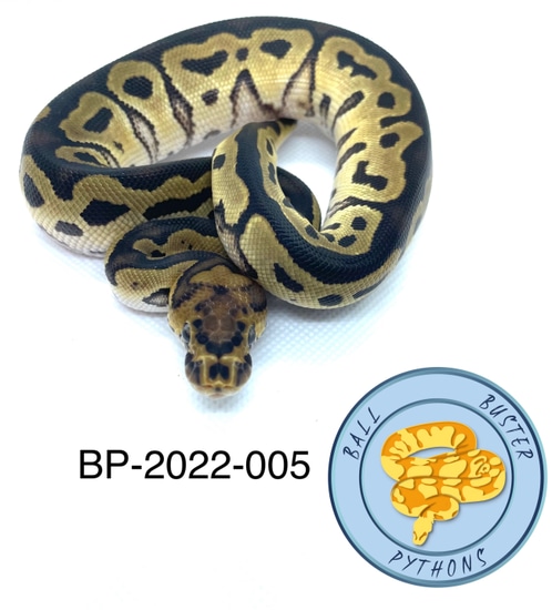 Clown Pos Het Hypo Ball Python by Ball Buster Pythons
