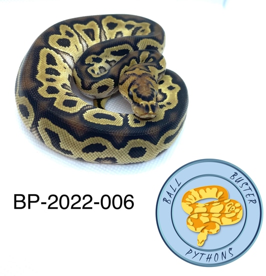 Clown Pos Het Hypo Ball Python by Ball Buster Pythons