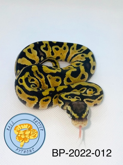 Pastel Jungle Woma Het Clown Ball Python by Ball Buster Pythons
