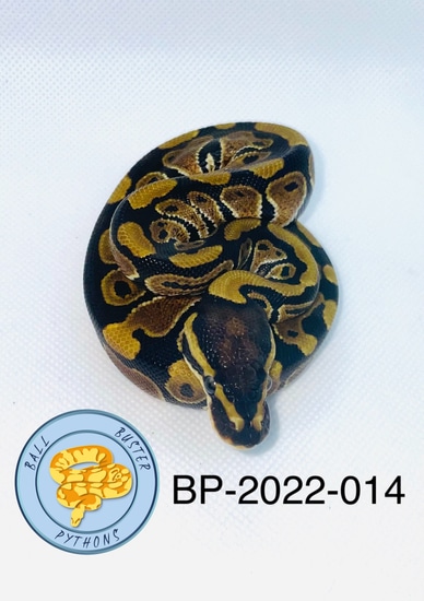 Het Clown Ball Python by Ball Buster Pythons