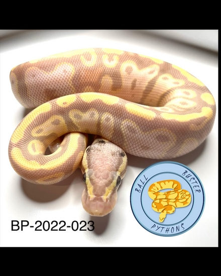 Paradox Banana Super Pastel 100% Het Clown 50% Het Ghost Ball Python by ...