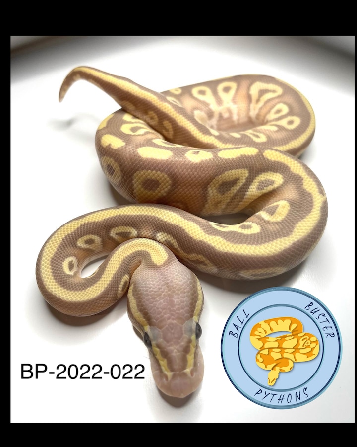 Banana Phantom Pastel 100% Het Clown 50% Het Ghost Ball Python by Ball ...
