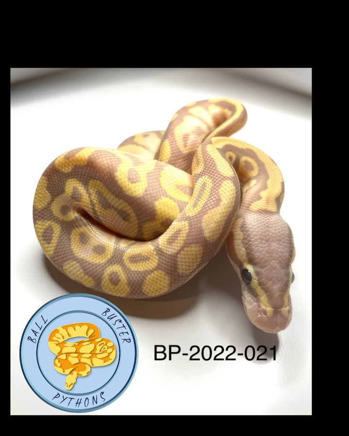 Banana Pastel 100% Het Clown 50% Het Ghost Ball Python by Ball Buster ...